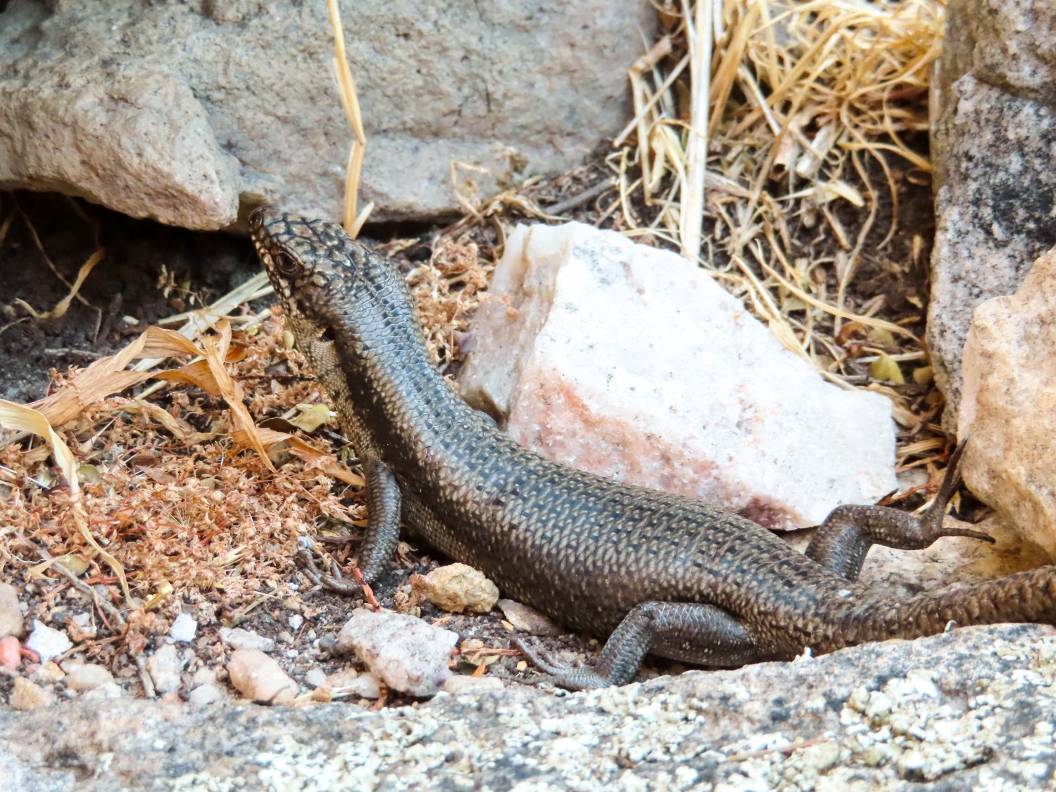 Arapiles Day 1 | chossclimbers.com